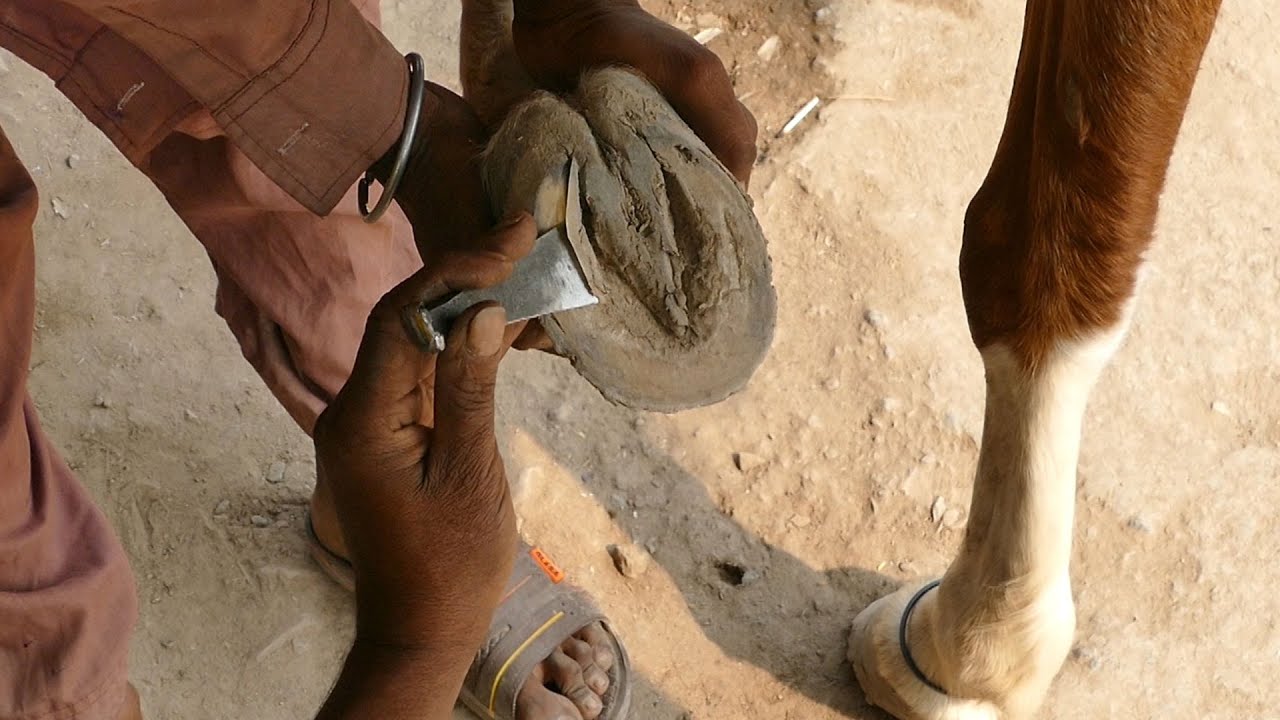 Easy Hoof Restoration - YouTube