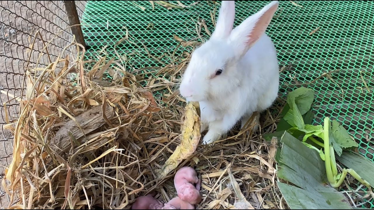 Top video Finding Rabbit Nest/ Rabbit have babies - YouTube