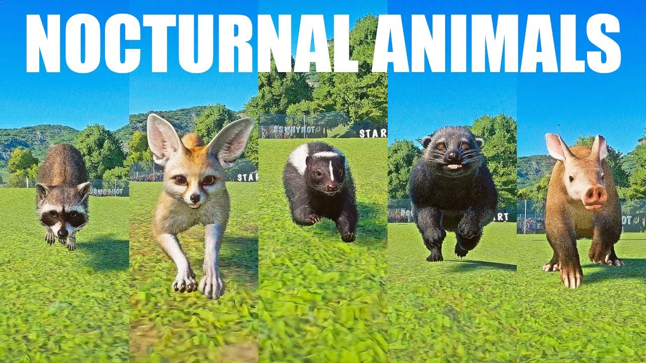 Nocturnal Animals Speed Races in Planet Zoo included Raccoon, Skunk ...