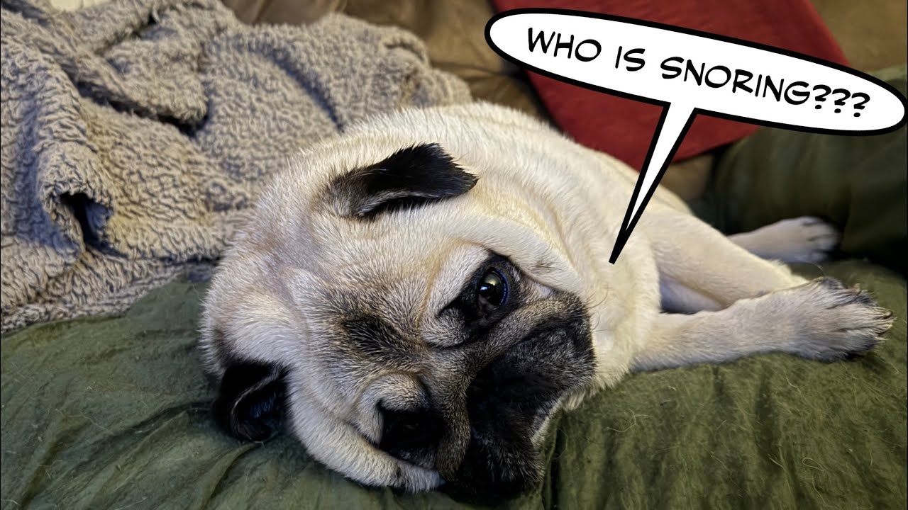 Pug Snoring - Who snores the loudest ? - YouTube