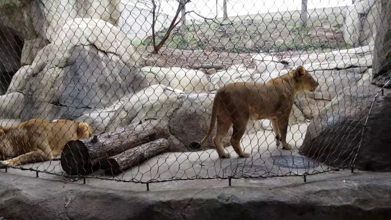 Lions at Dallas Zoo - YouTube