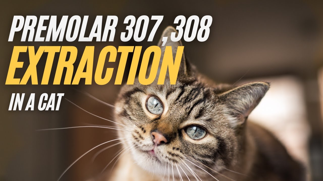 Premolar 307, 308 extraction in a cat - YouTube