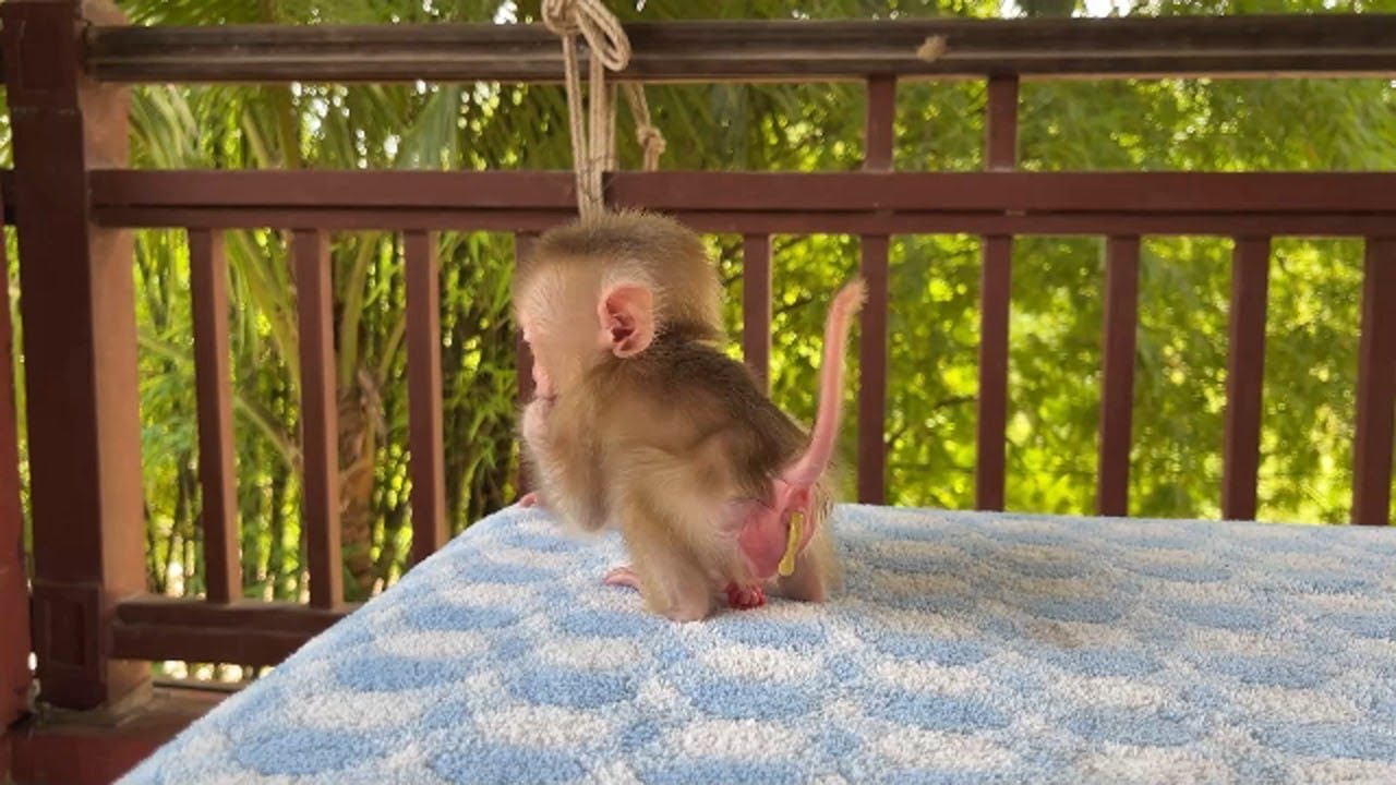 Little A Tong Done Hard Job For Poooooooop While D-aper Late - YouTube