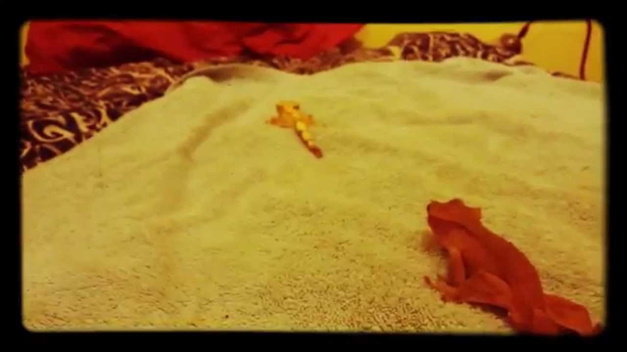 Running geckos - YouTube