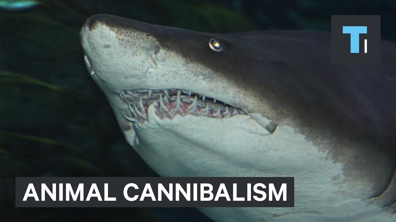The most fascinating examples of cannibalism that exist today - YouTube