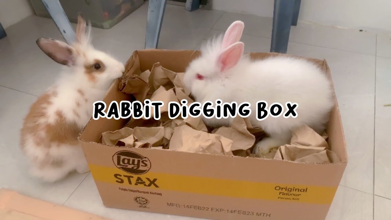 DIY Rabbit Digging Box - YouTube