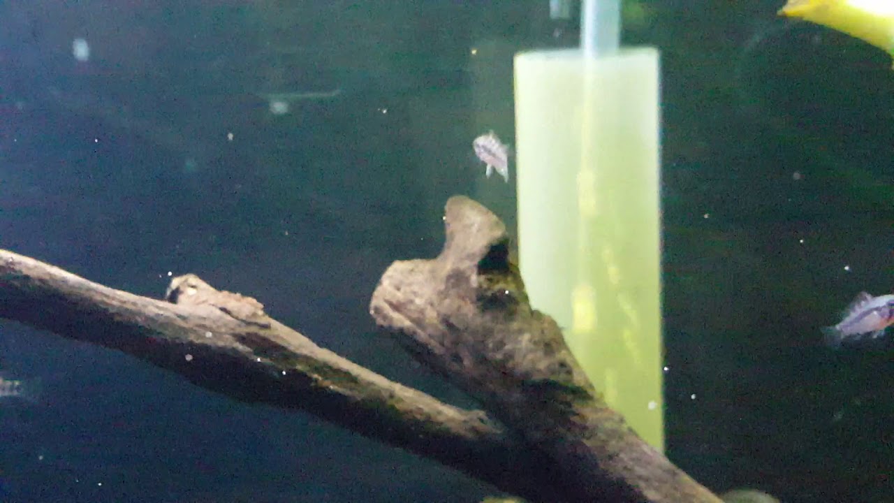 Nice group of F1 Apistogramma sp. D39 - YouTube