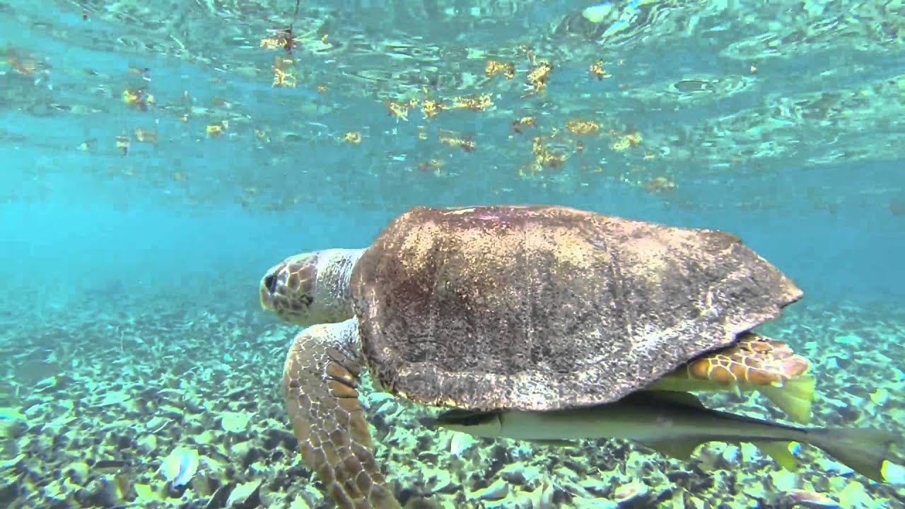 Snorkeling with loggerhead sea turtle - YouTube