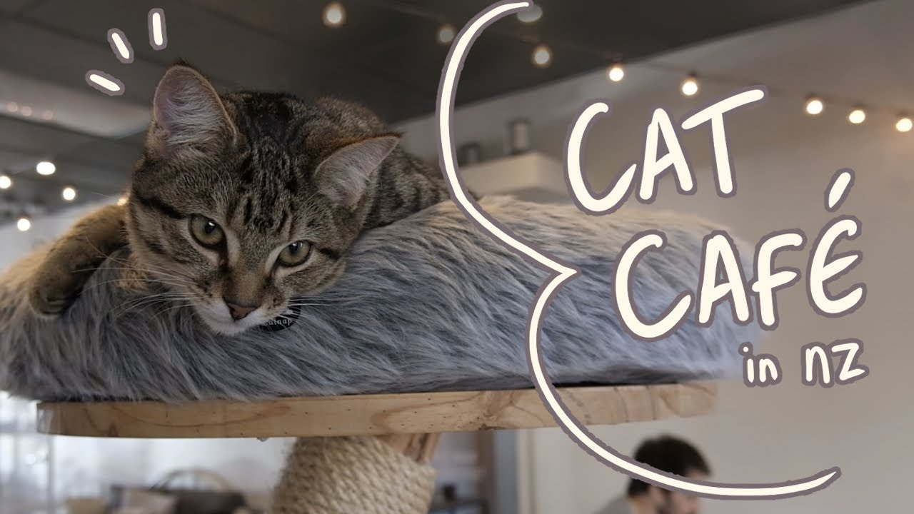 Visiting a Cat Cafe in Christchurch NZ🇳🇿 - YouTube