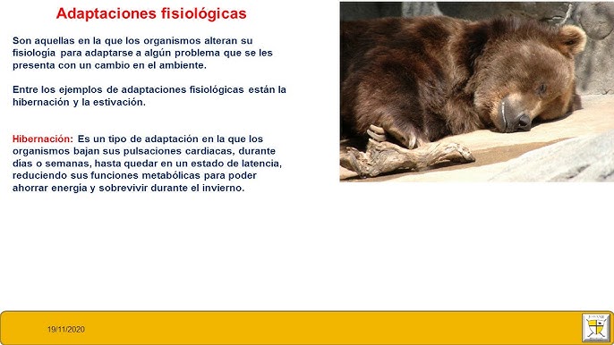 Adaptaciones Del Oso Grizzly