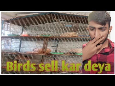 Birds sell kar deya abdullah bhai vlogs ### . - YouTube