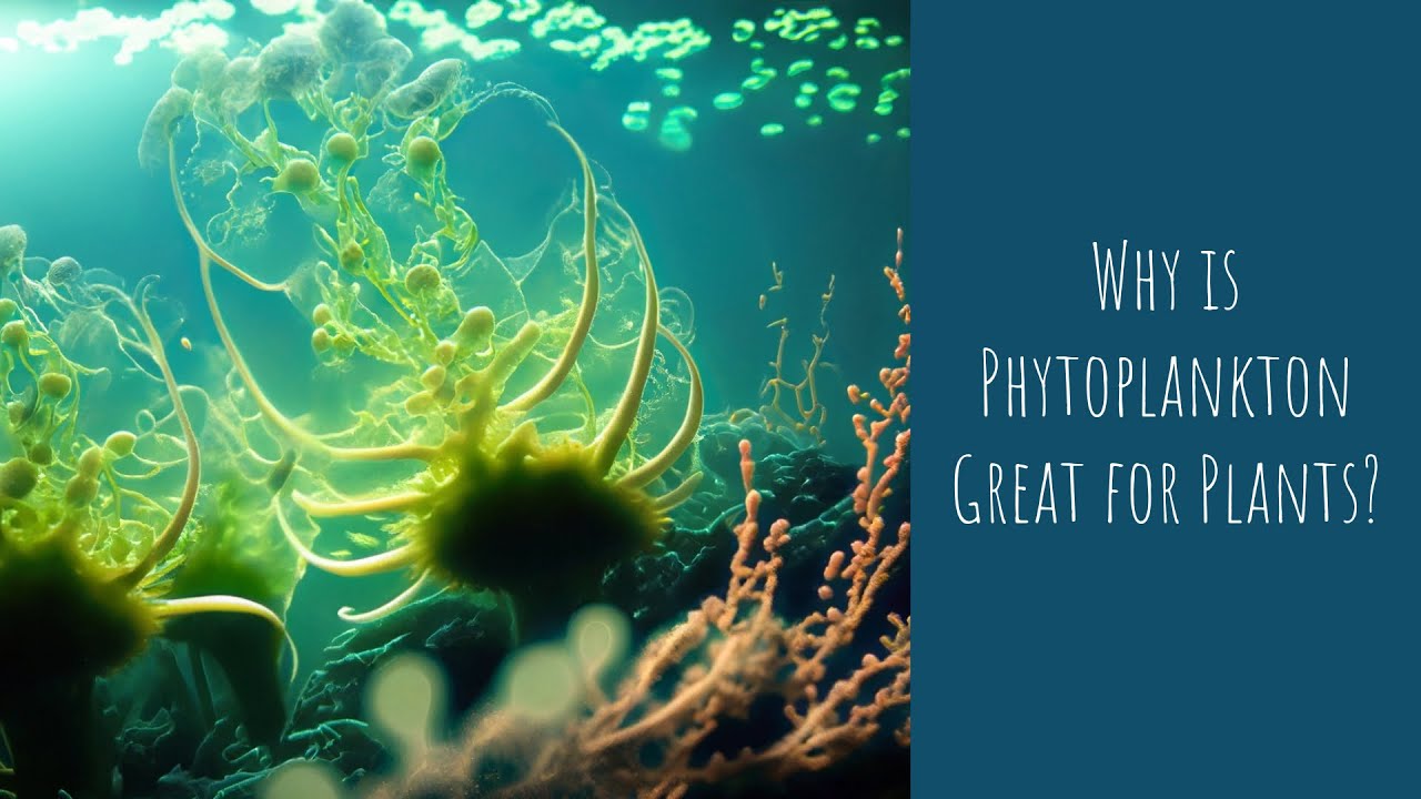 Why is Phytoplankton Great for Plants? - YouTube