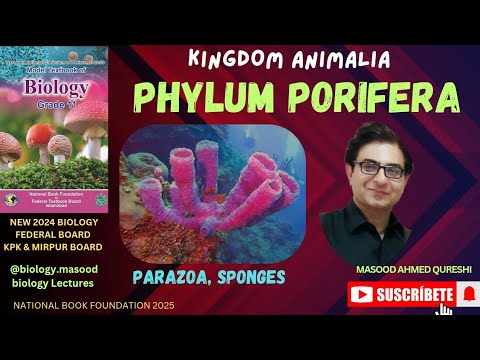 Phylum Porifera | Parazoa | Sponges | Biology Grade 11 | 2025 - YouTube