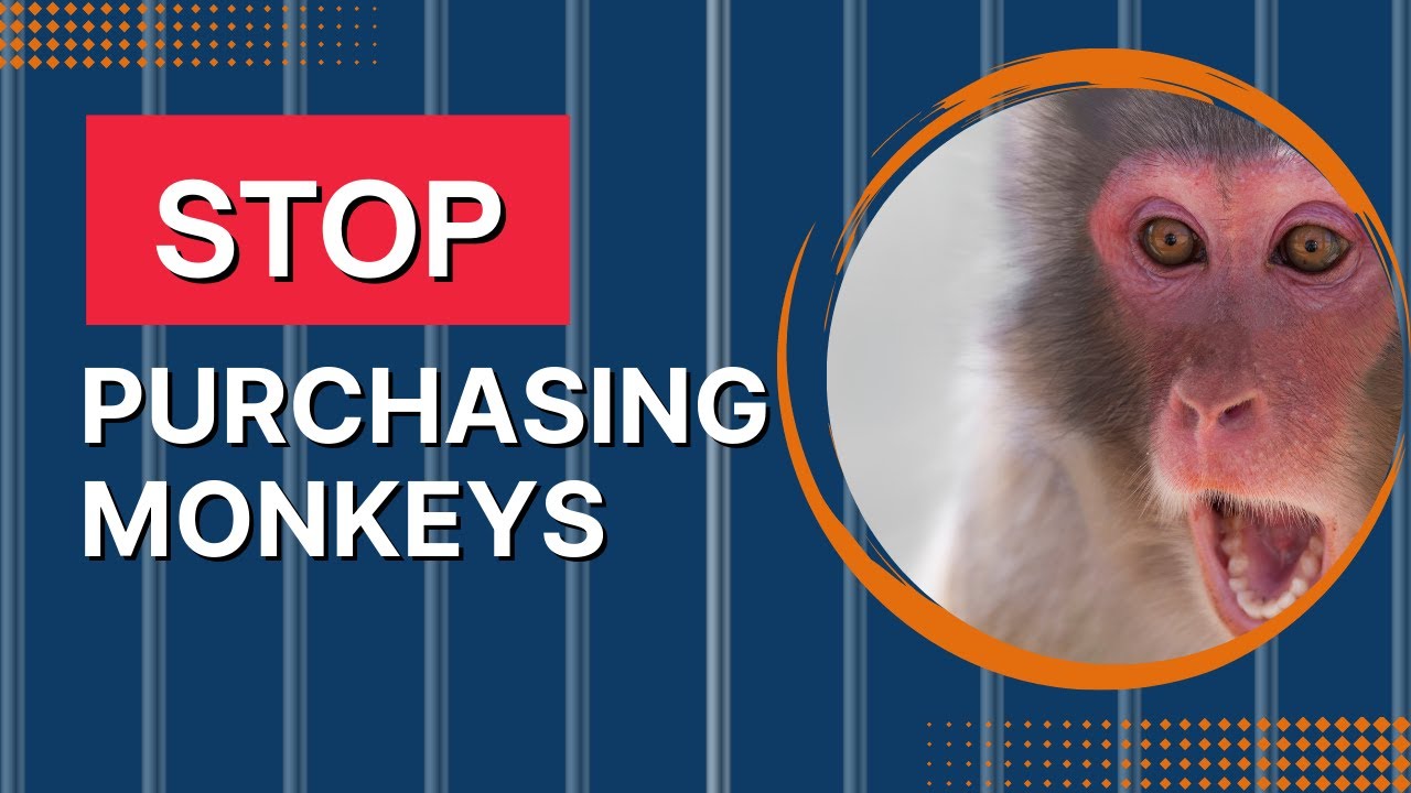 Stop Buying Baby Monkeys as Pets - Monkey Conservation - YouTube
