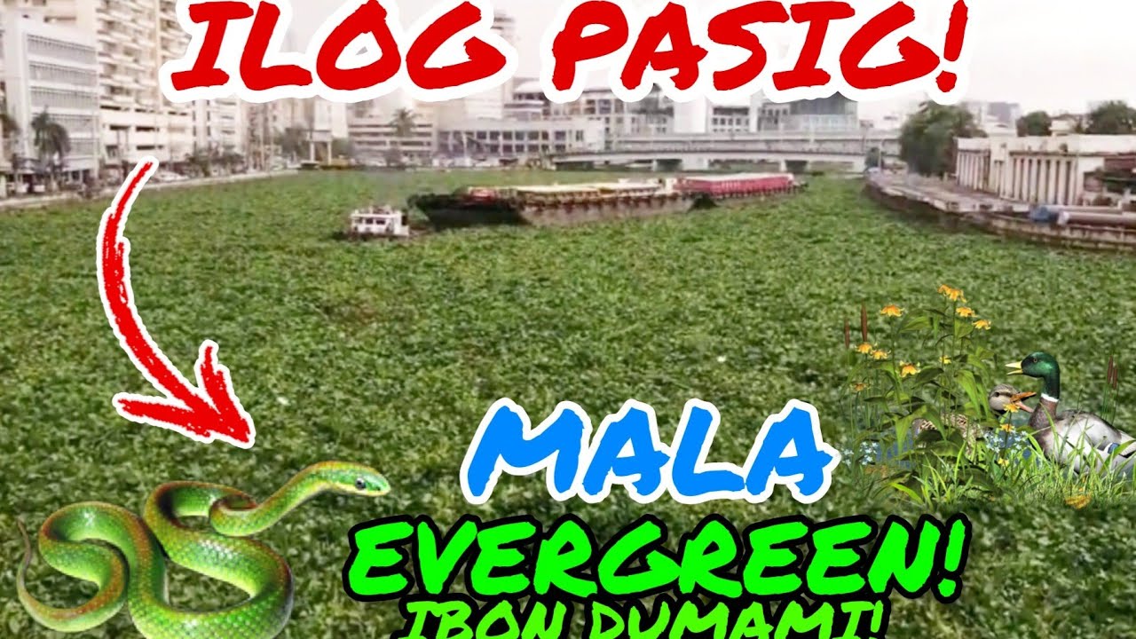MGA IBON AT AHAS! BINAHAYAN NA ANG WATERLILIES! ILOG PASIG MALA ...