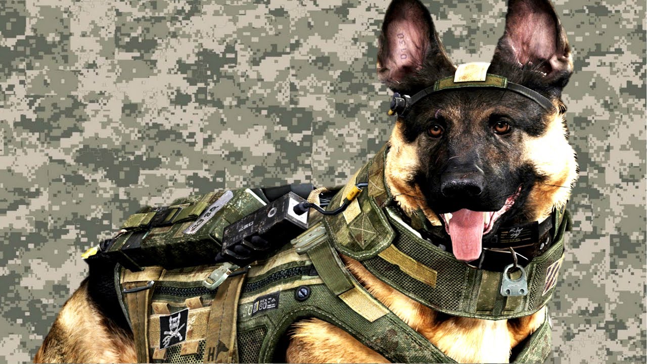 Las 5 RAZAS Definitivas de Perros MILITARES. - YouTube