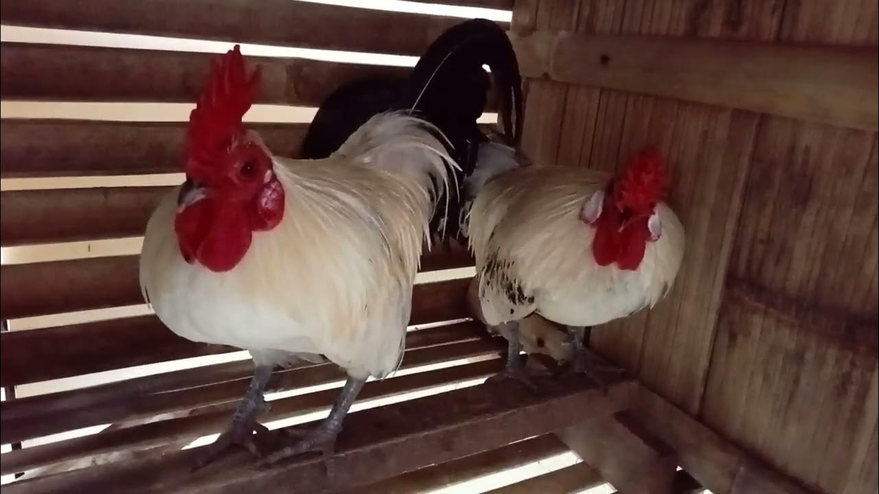 My little rooster, I want to take care of my little rooster PT.1 ...