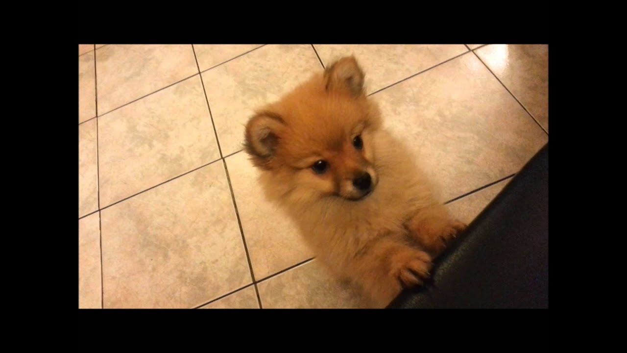 Adorable bébé spitz - Cute puppy ! - YouTube