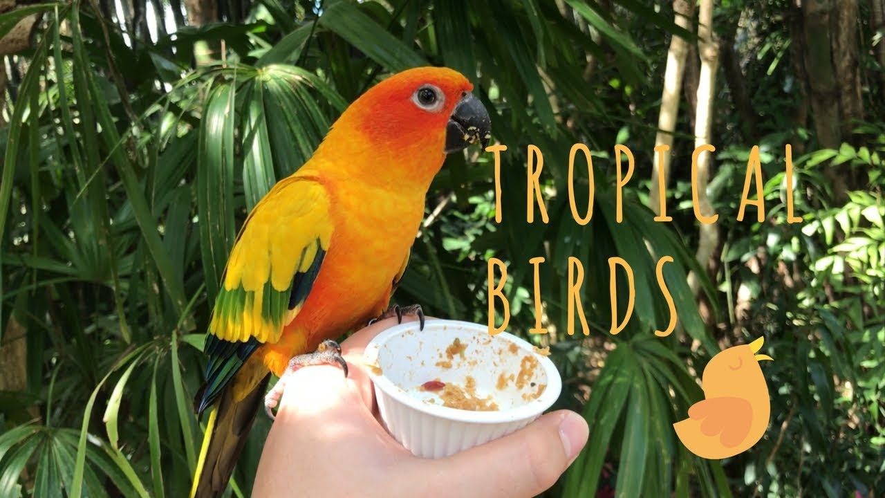 Feeding Tropical Birds!!! - YouTube