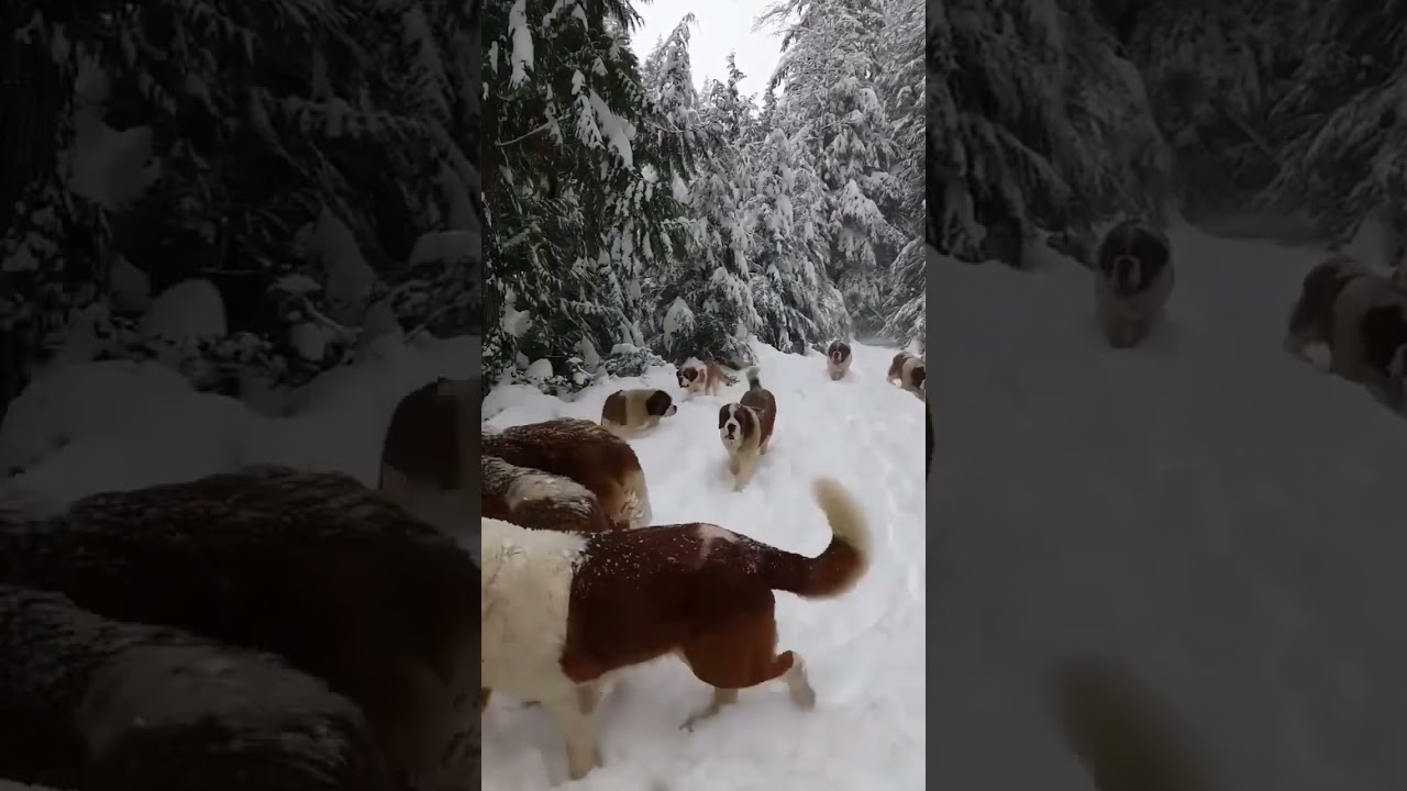 Dog Happy 3 - YouTube