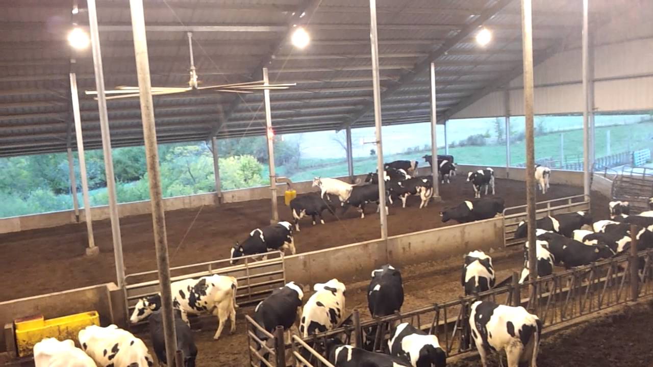 Cows at play - YouTube