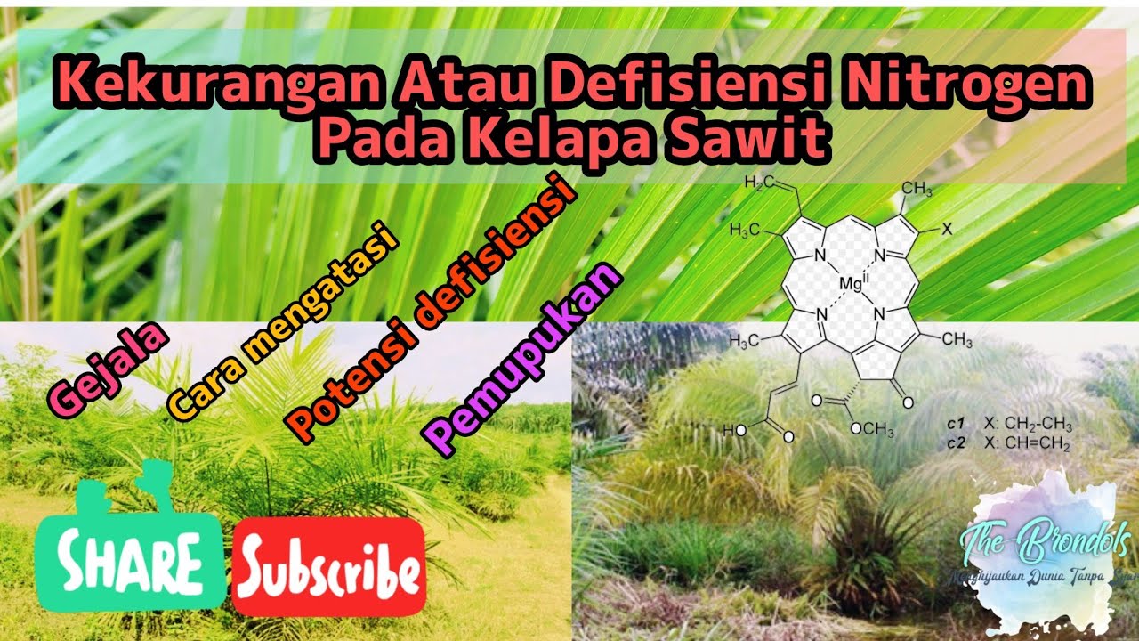 Kekurangan Atau Defisiensi Nitrogen Pada Kelapa Sawit - YouTube