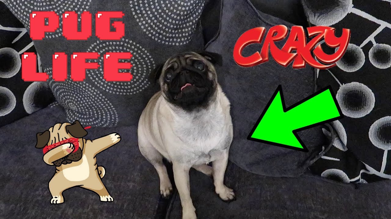 CRAZY PUG!! - YouTube