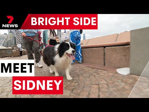 Meet Sidney from Sydney’s seagull patrol team | 7NEWS - YouTube