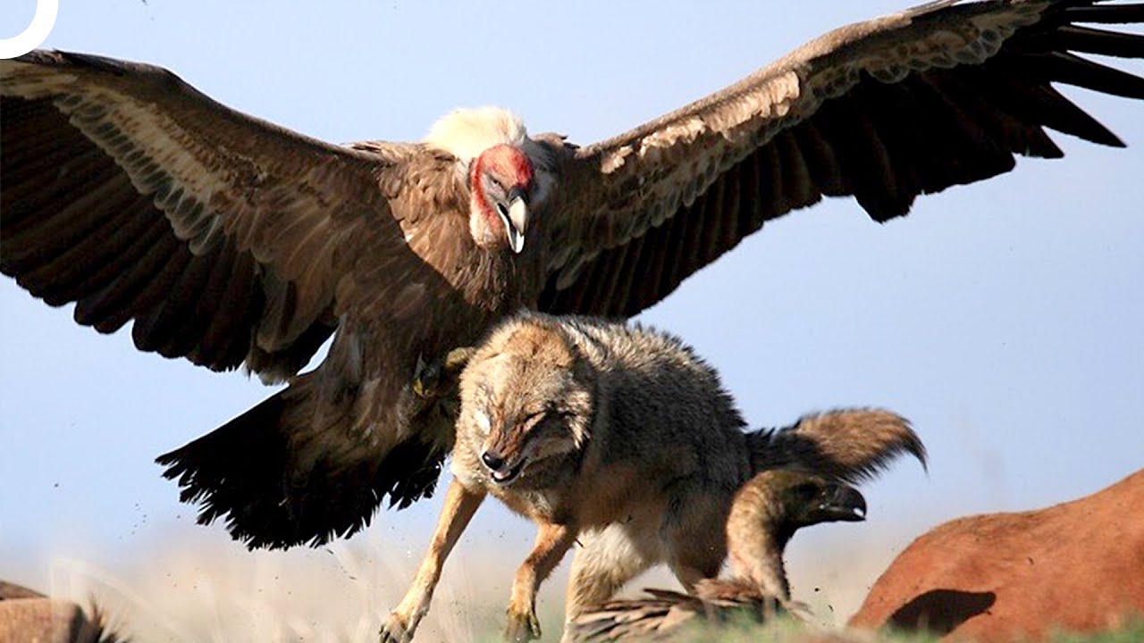 Kings of the Sky in One Video | Untamed Creatures & The Survival Quest ...
