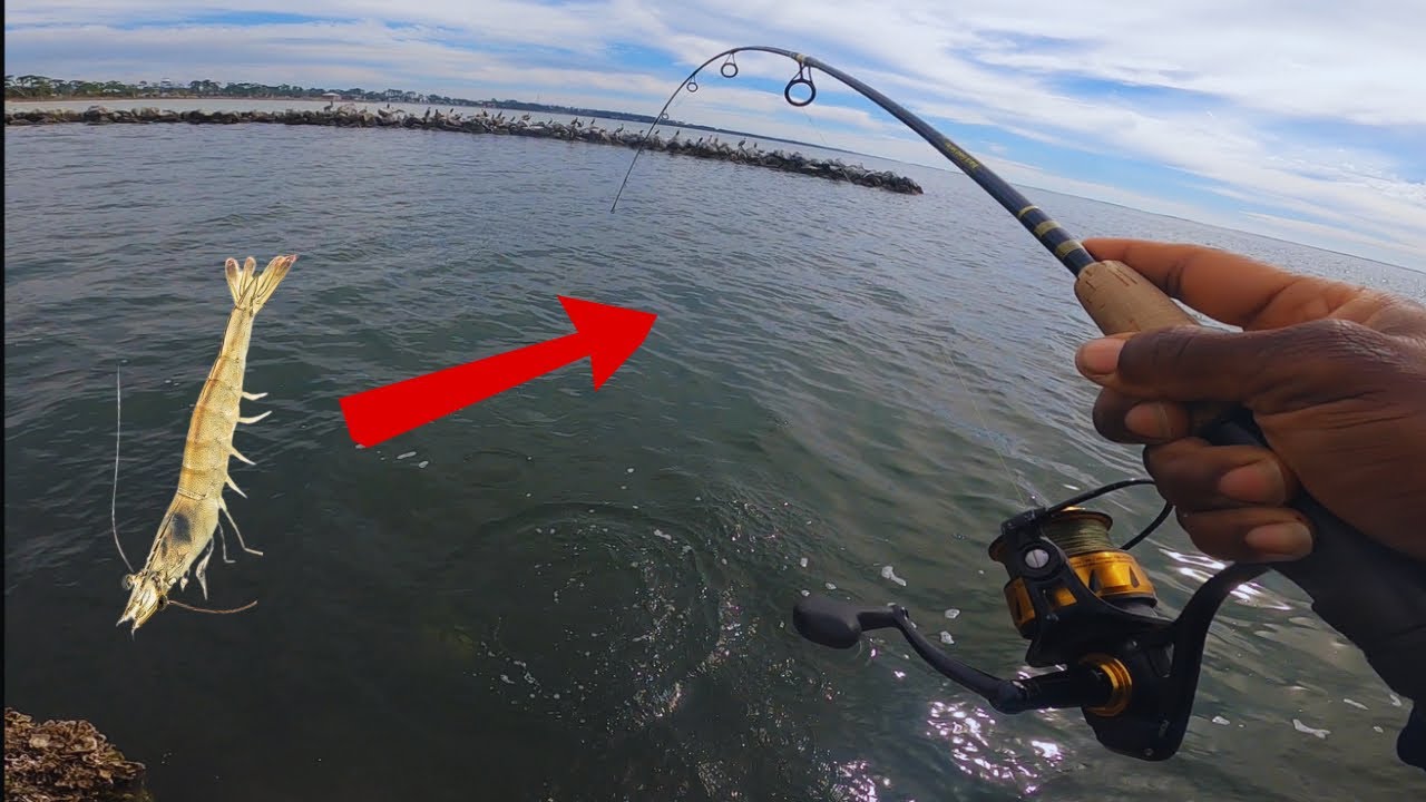Using Live Shrimp To Target Schools Of Fish! - YouTube