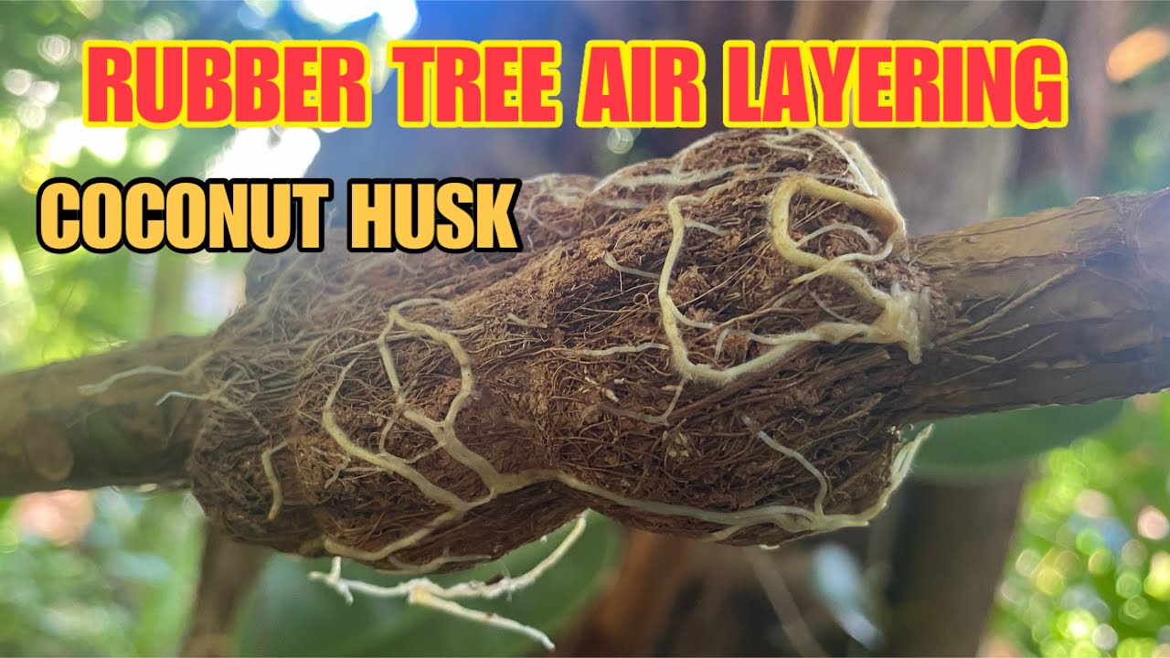 COCONUT HUSK | RUBBER TREE AIR LAYERING - YouTube