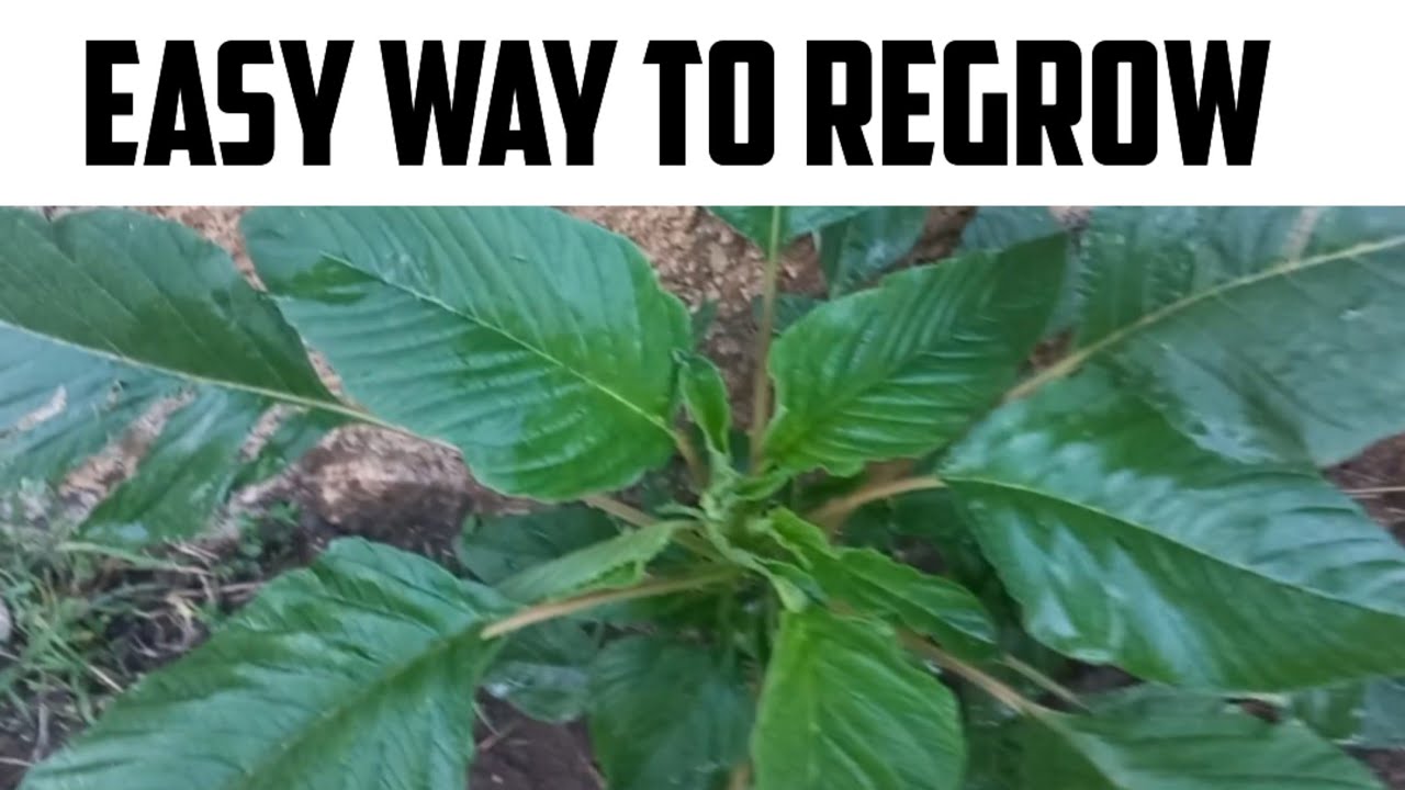 How to grow callaloo after first harvest - YouTube