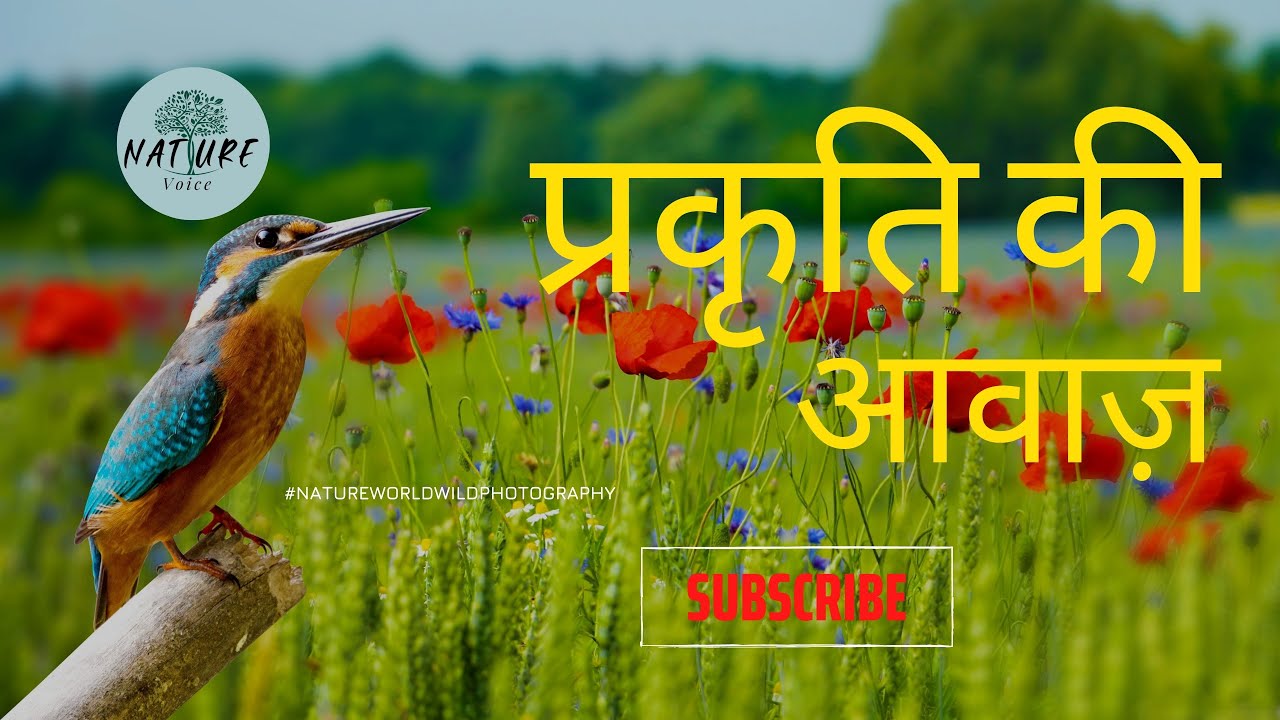 Amazing nature Voice for Nature | connection | wildlife - YouTube