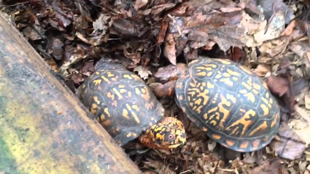 Turtle stampede of 2014 - YouTube