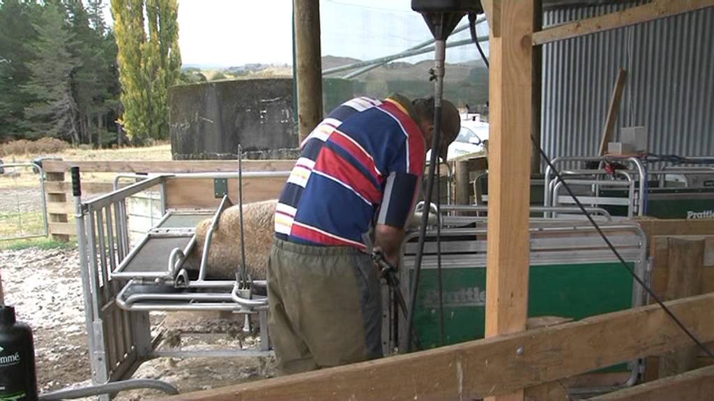 Sheep Handler - YouTube