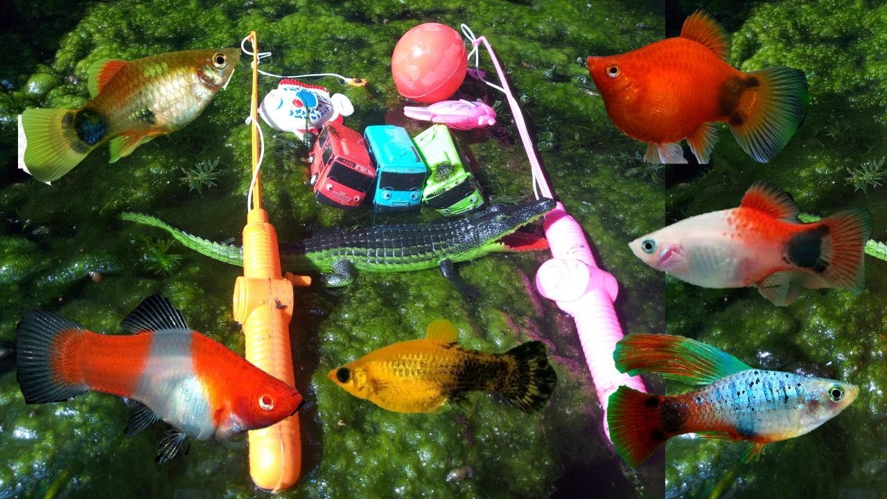 Catching small, colorful ornamental fish, including panda fish, red ...