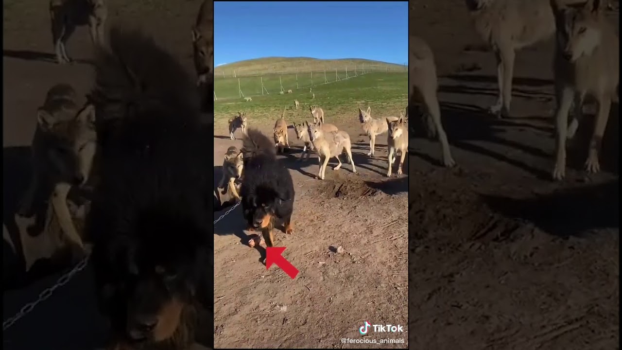 Dog vs Wolves fight full aggressive bog vs wolves - YouTube