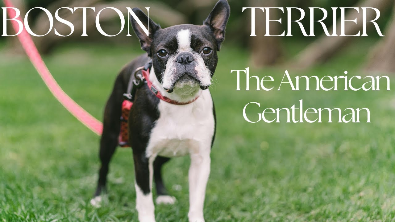 Boston Terrier: The American Gentleman - YouTube