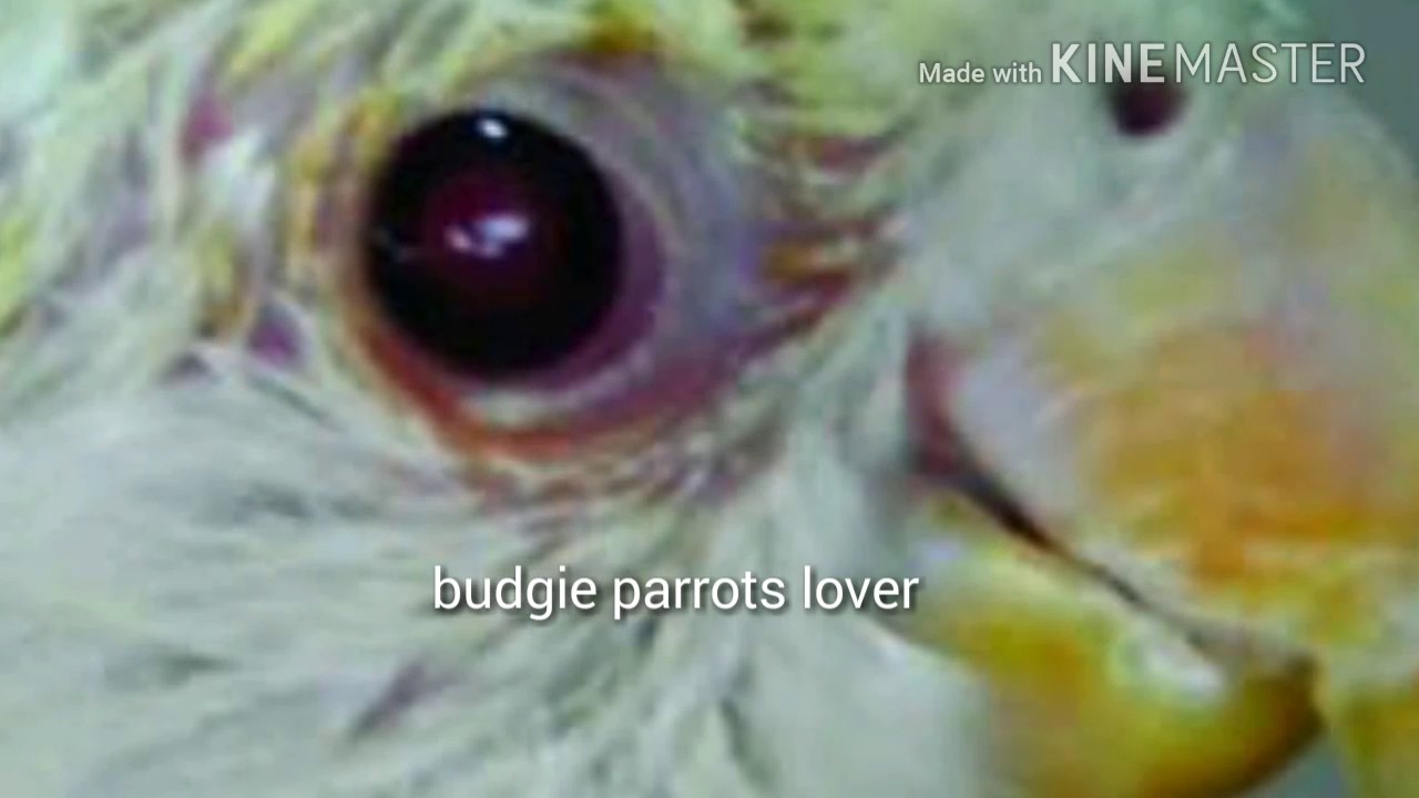 BUDGIES PARROTS LOVEBIRDS MAIN EYES PROBLEM WATERY EYES OR IN KA ...