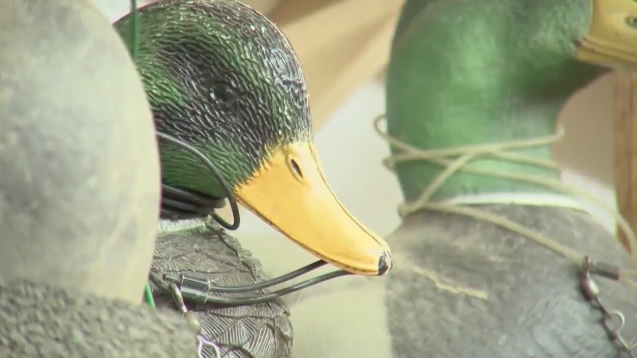 Arkansas duck hunting undergoes changes as season kicks off Saturday ...