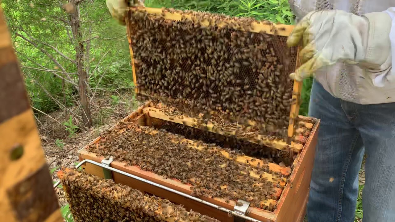 Beekeeping. Single Brood Chamber. July 11. Still no major swarming ...