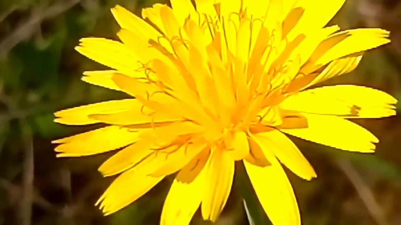 Dandelion And Daisy Flowers In Nature - YouTube