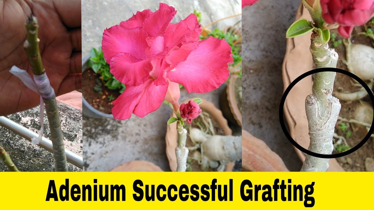 How to graft Adenium, V grafting of Rosy Adenium - YouTube