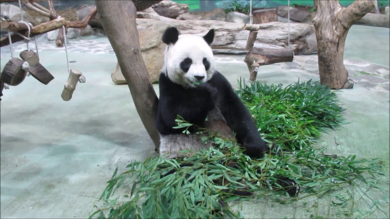 Giant panda in the Taipei Zoo - 大熊猫 - パンダ - панд - Pandas - פנדה - YouTube
