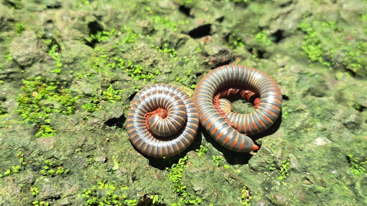 Explore The Giant Toxic Millipedes, And Red Spotted Millipedes In The ...