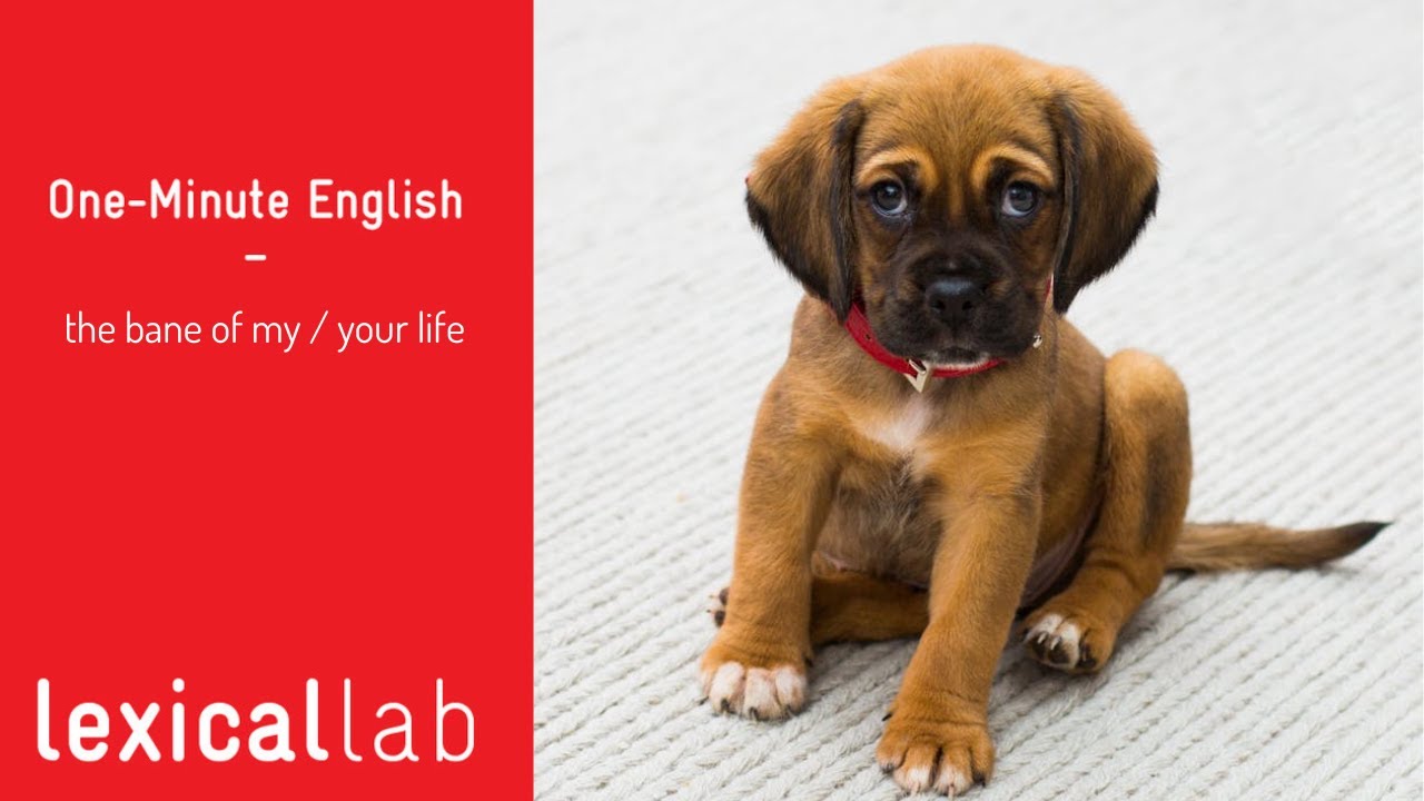 ONE-MINUTE ENGLISH: the bane of my / your life LEARN WITH LEXICAL LAB ...