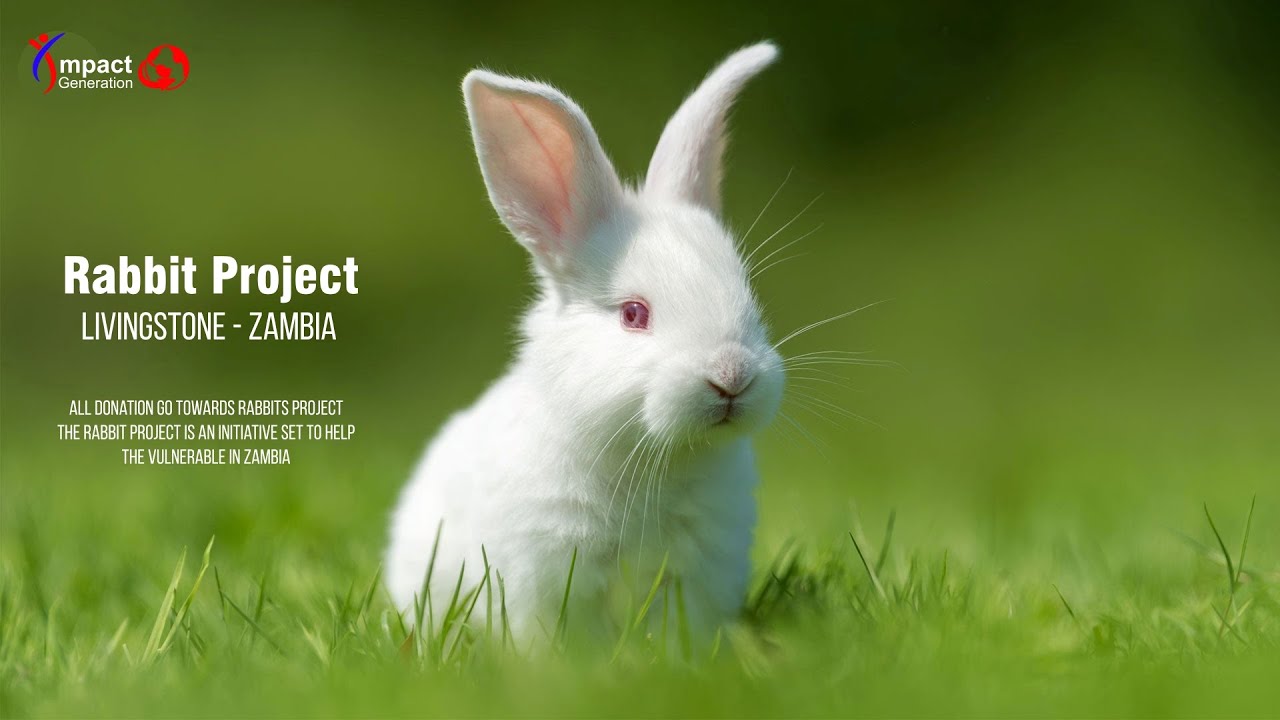 Rabbit Project - YouTube