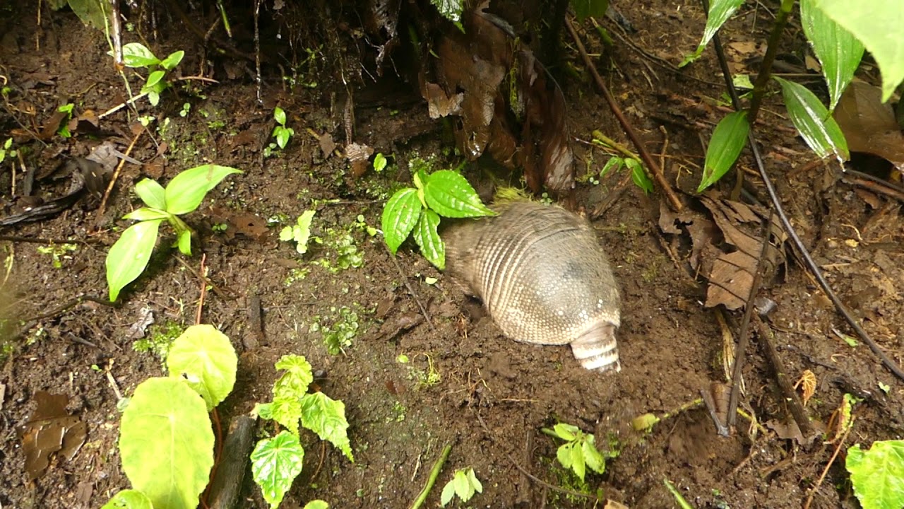 Nine-banded Armadillo digging soil near Santa Lucia Ecolodge - YouTube