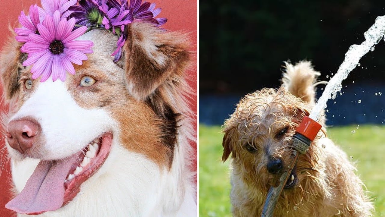 Funniest 🐾 Cutest Puppy Dogs #3: Funny 🐾 Cute Puppies Compilation ...