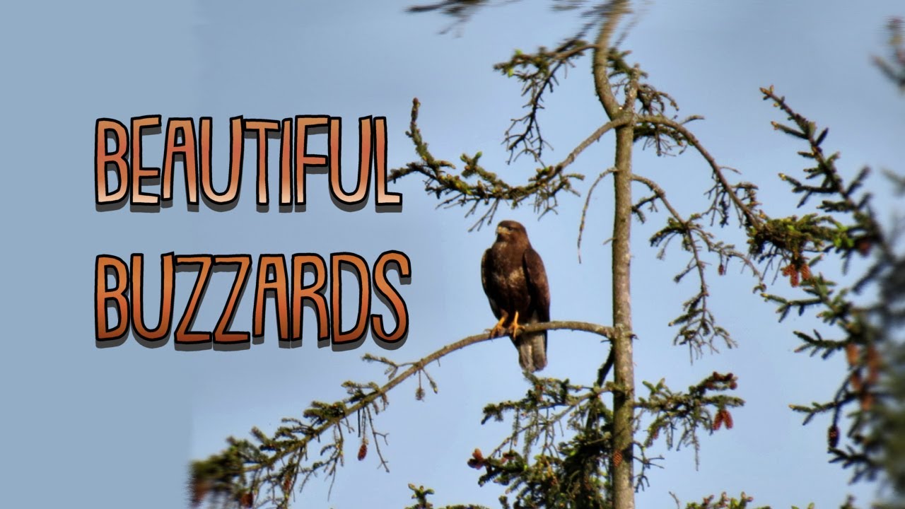 Beautiful Buzzards - YouTube